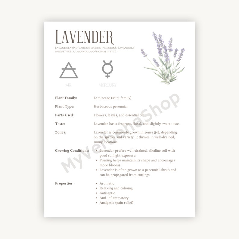 Lavender Herbal Printable - Detailed Plant Guide & Uses - Spiritual ...