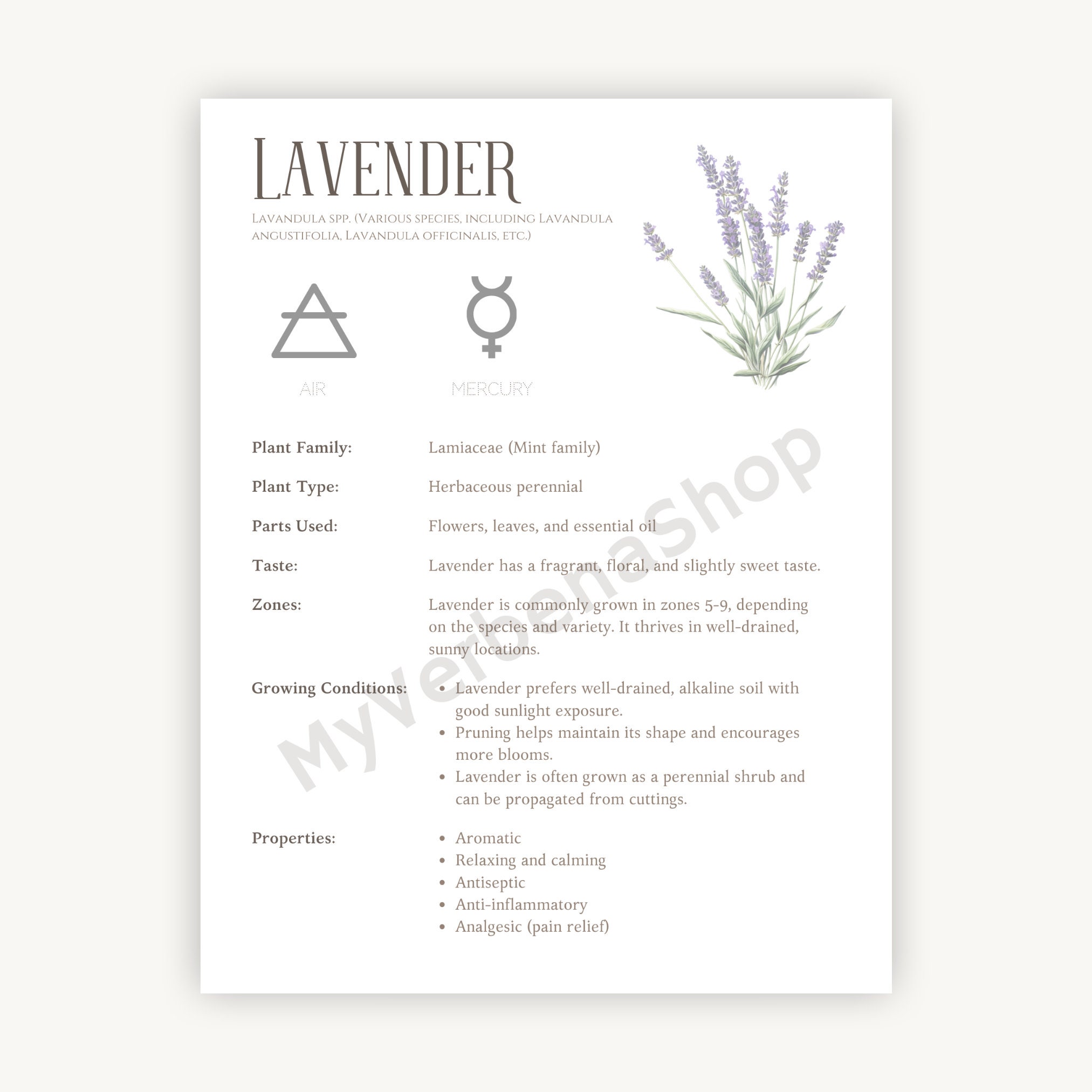 Lavender Herbal Printable - Detailed Plant Guide & Uses - Spiritual ...