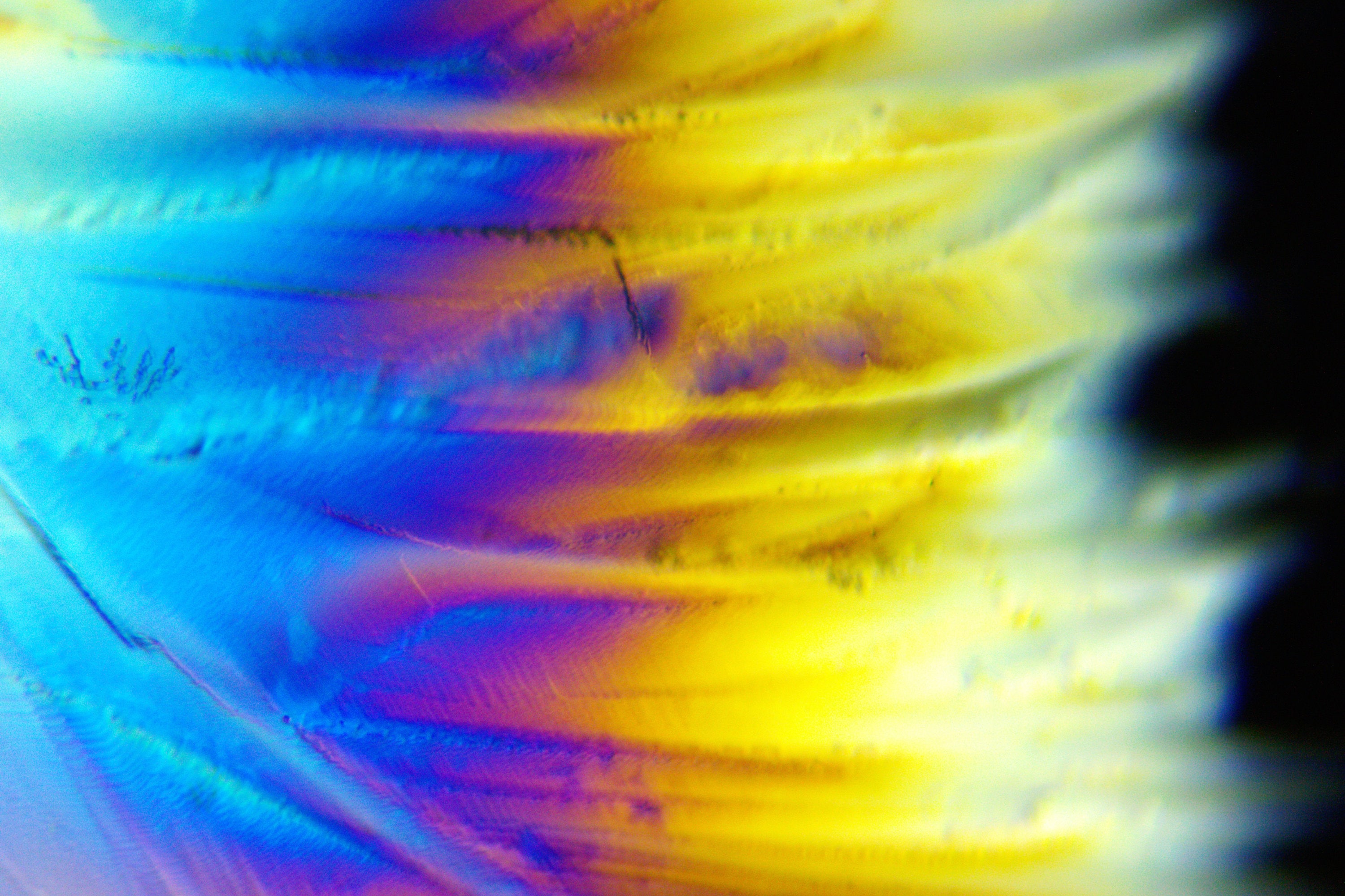 Citric Acid 4x6 Photo From Microscope - Etsy