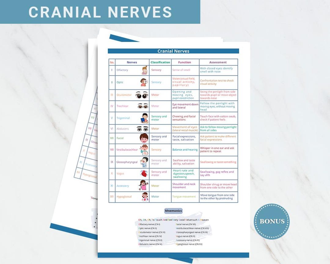 Nursing Cranial Nerves Assessment W/ Mnemonics | Cranial Nerves Chart ...