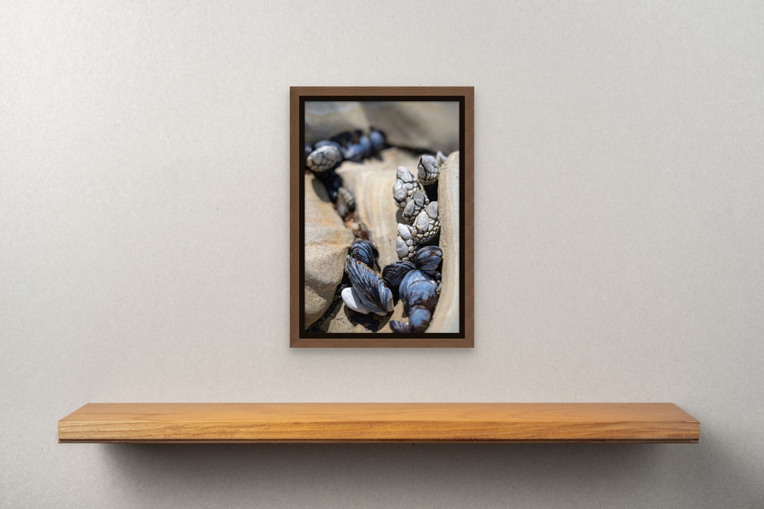 Ocean Treasures: Beach Mussel Digital Photo | San Diego | California - Etsy