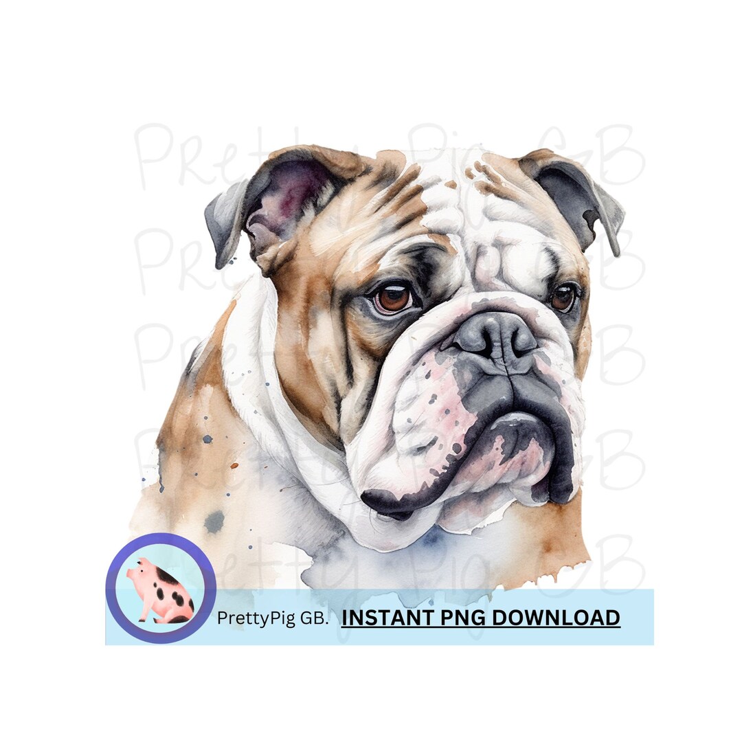 English Bulldog, PNG, Clip Art, Digital Download, 300 DPI, Commercial ...