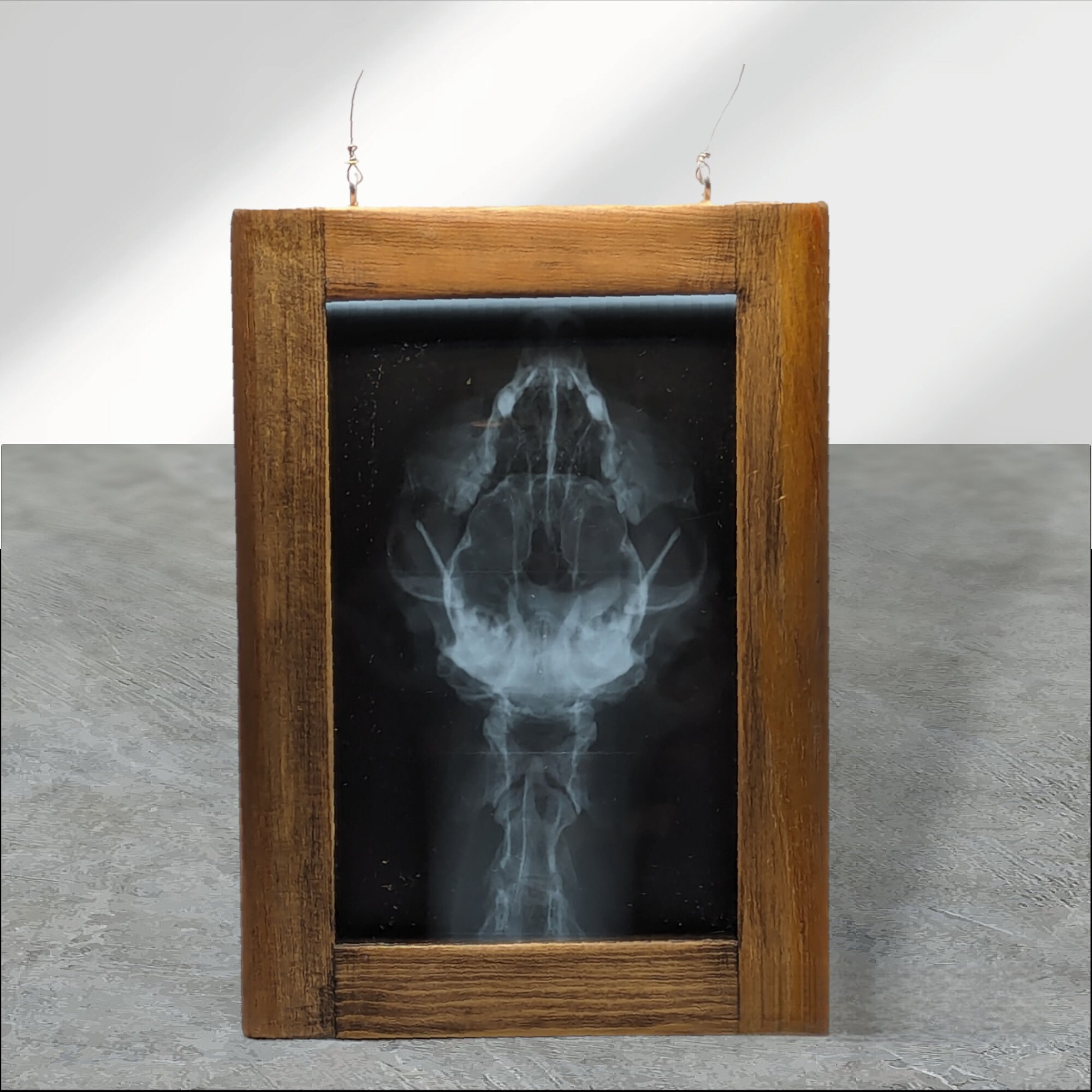 Cat Skull Top View X-ray Picture, Medical Imagery Anatomy Art - Etsy