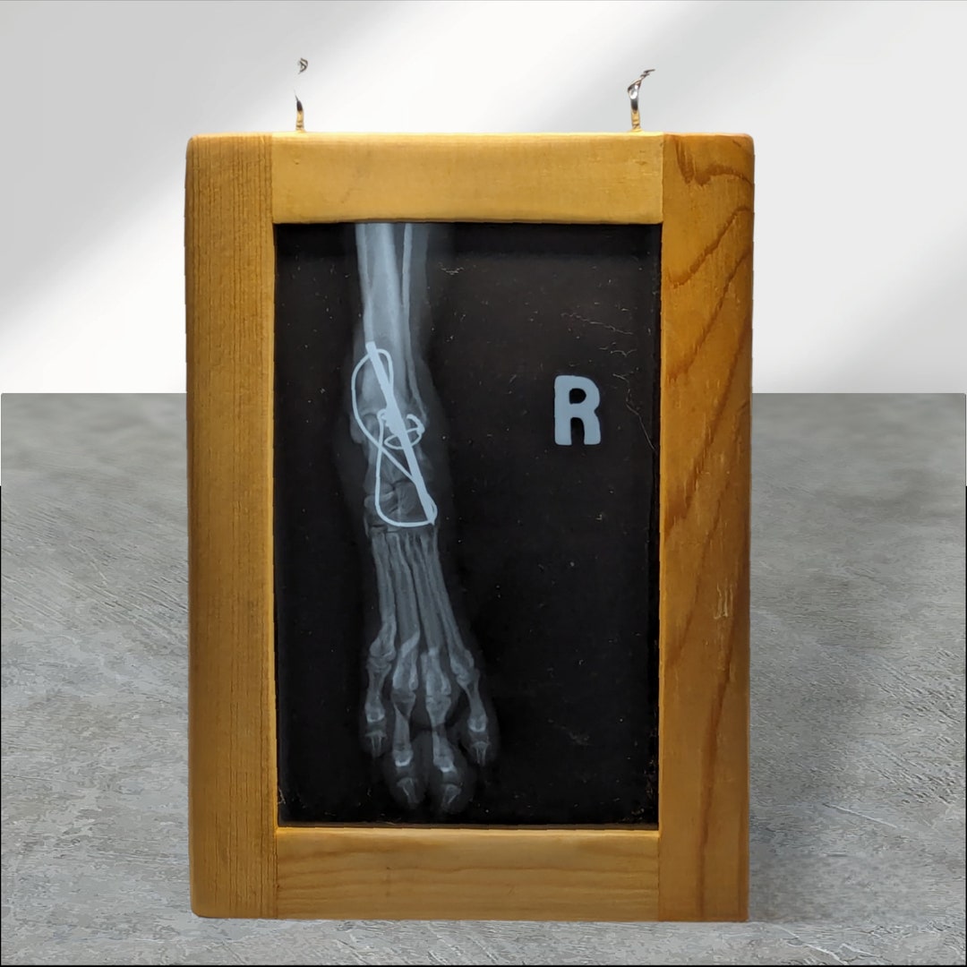 Dog Paw X-ray Picture, Medical Imagery Anatomy Art - Etsy