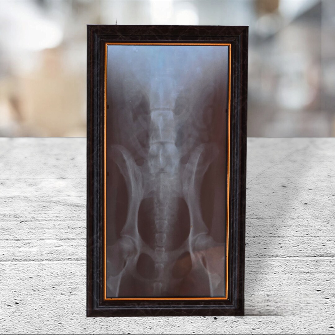 Dog Hips X-ray, Medical Imagery Anatomy Art - Etsy