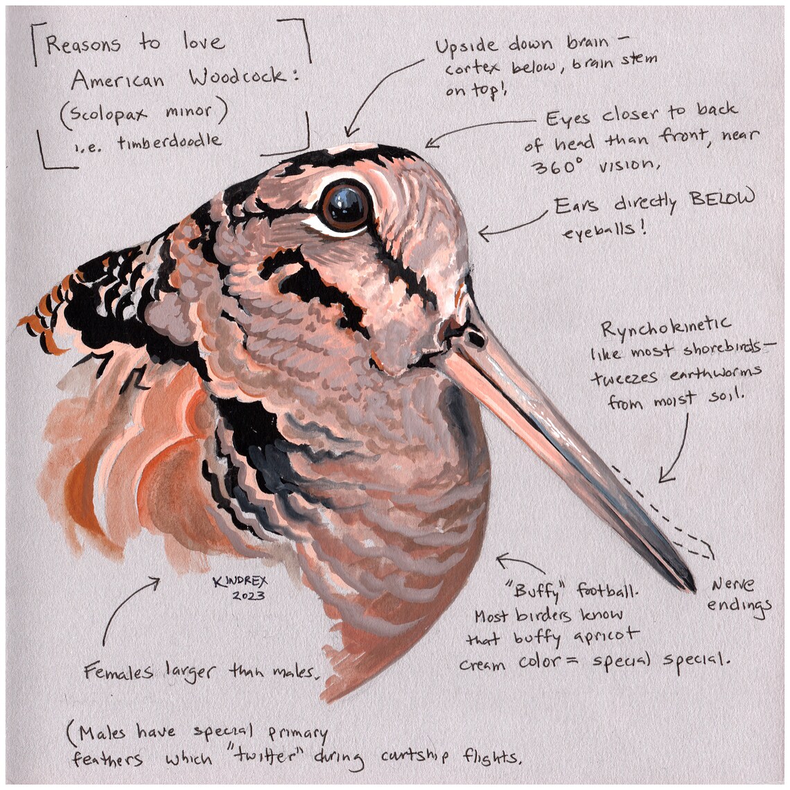 American Woodcock Timberdoodle Bird Facts Lore Meep Shrug - Etsy