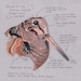 American Woodcock Timberdoodle Bird Facts Lore Meep Shrug - Etsy