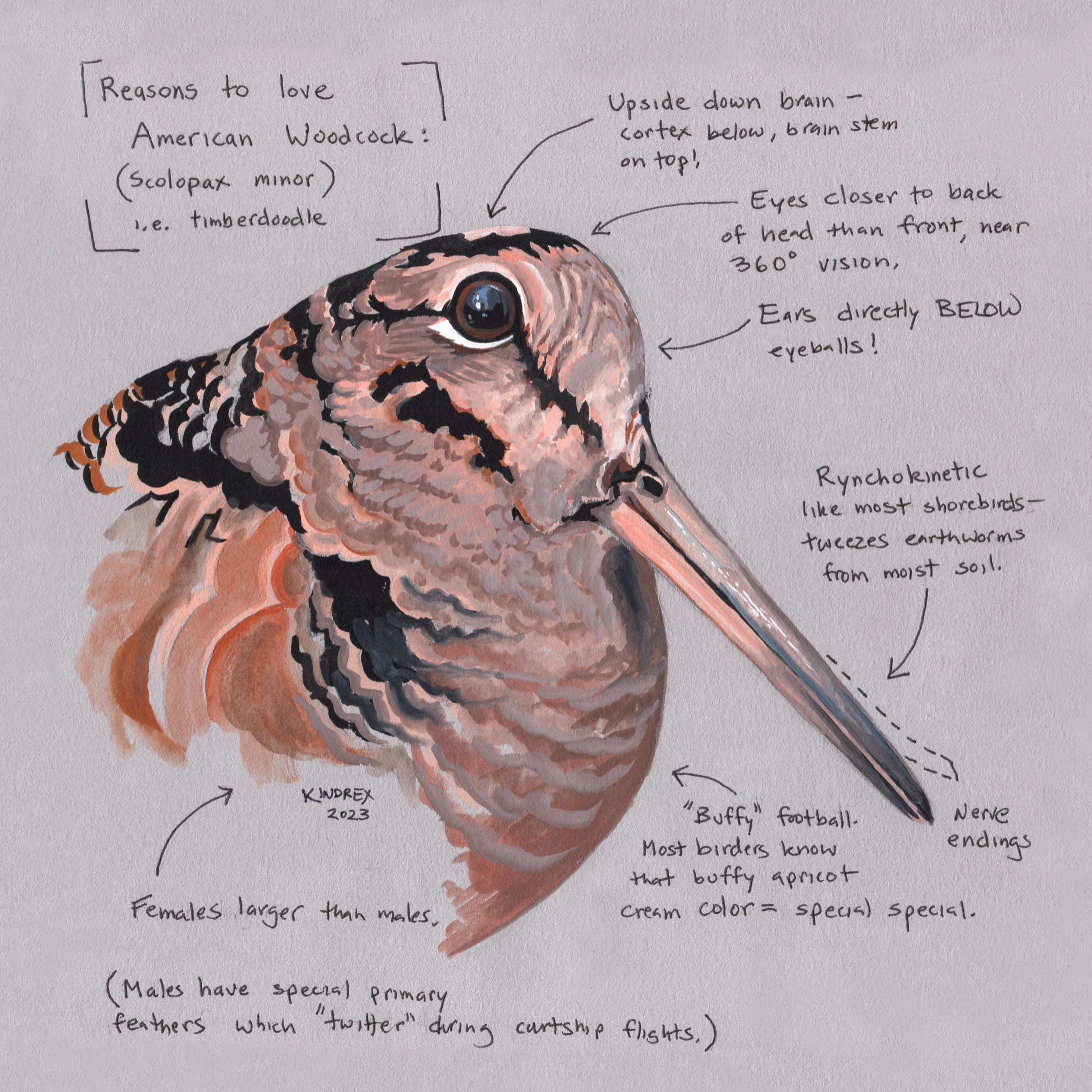 American Woodcock Timberdoodle Bird Facts Lore Meep Shrug - Etsy