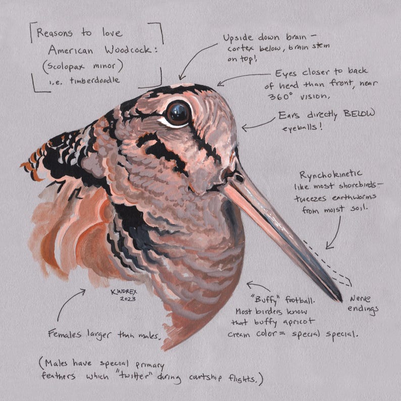 American Woodcock Timberdoodle Bird Facts Lore Meep Shrug - Etsy
