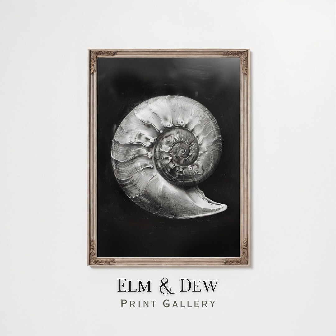 Vintage Nautilus Shell Art, Monochrome Art, Marine Print, Vintage Shell ...