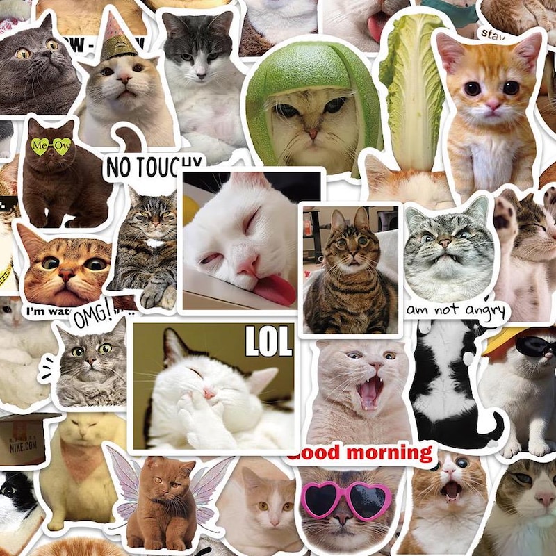 Cat meme stickers - Etsy México