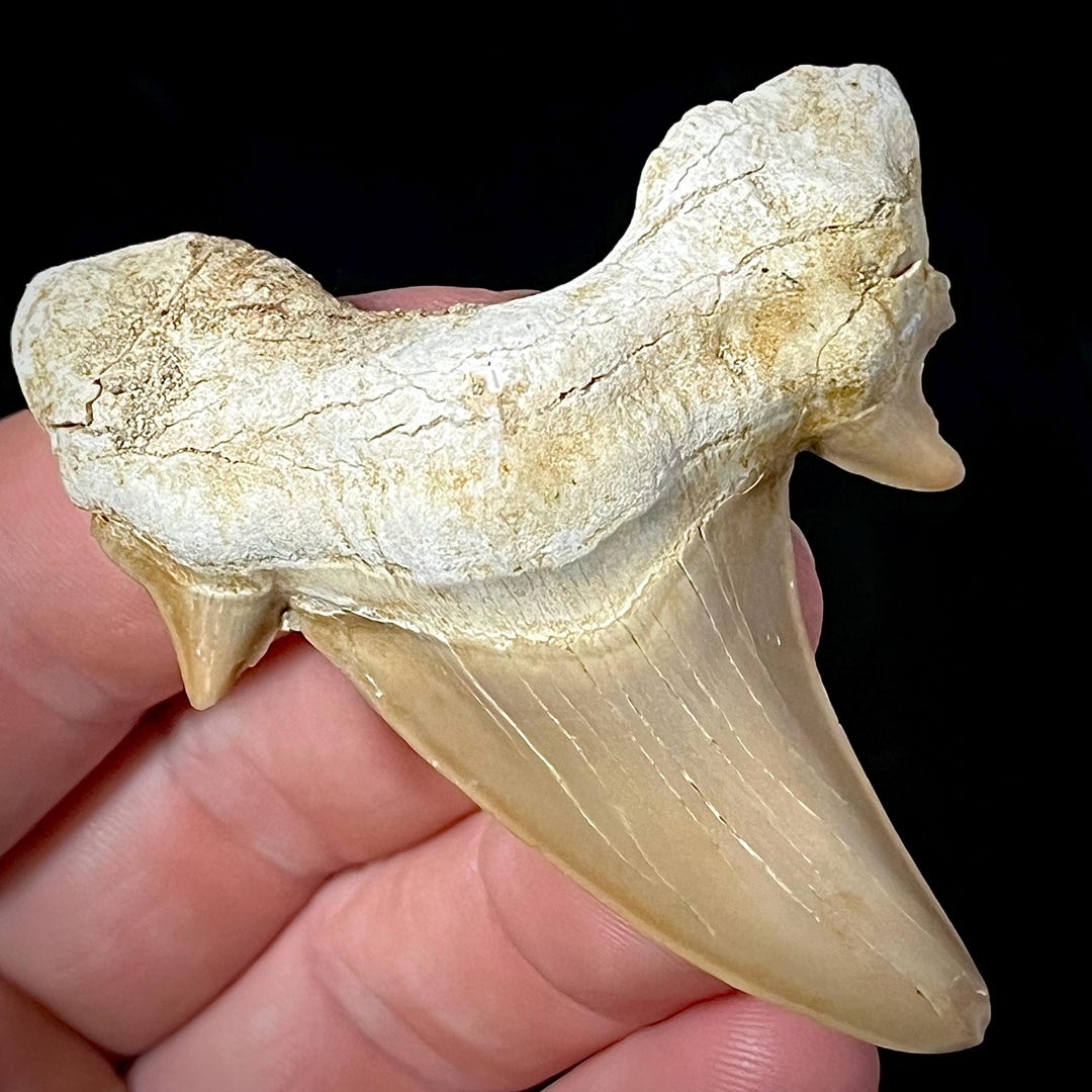 Otodus Obliquus Moroccan Shark Tooth 2.55" Megalodon Ancestor REPAIRED ...