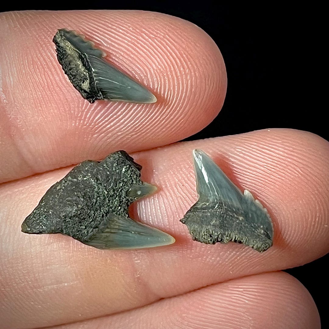 Cow Shark Teeth Lot (notorynchus Cepedianus) .47"-.61" Fossil Shark ...