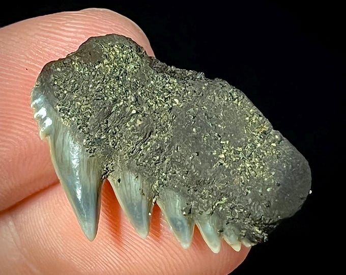 Cow Shark Tooth (notorynchus Cepedianus) 1.02" Genuine Real Fossil ...