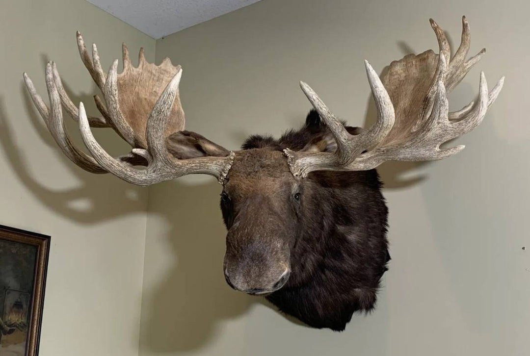 Alaskan Yukon Bull Moosehead Shoulder Mount - Etsy