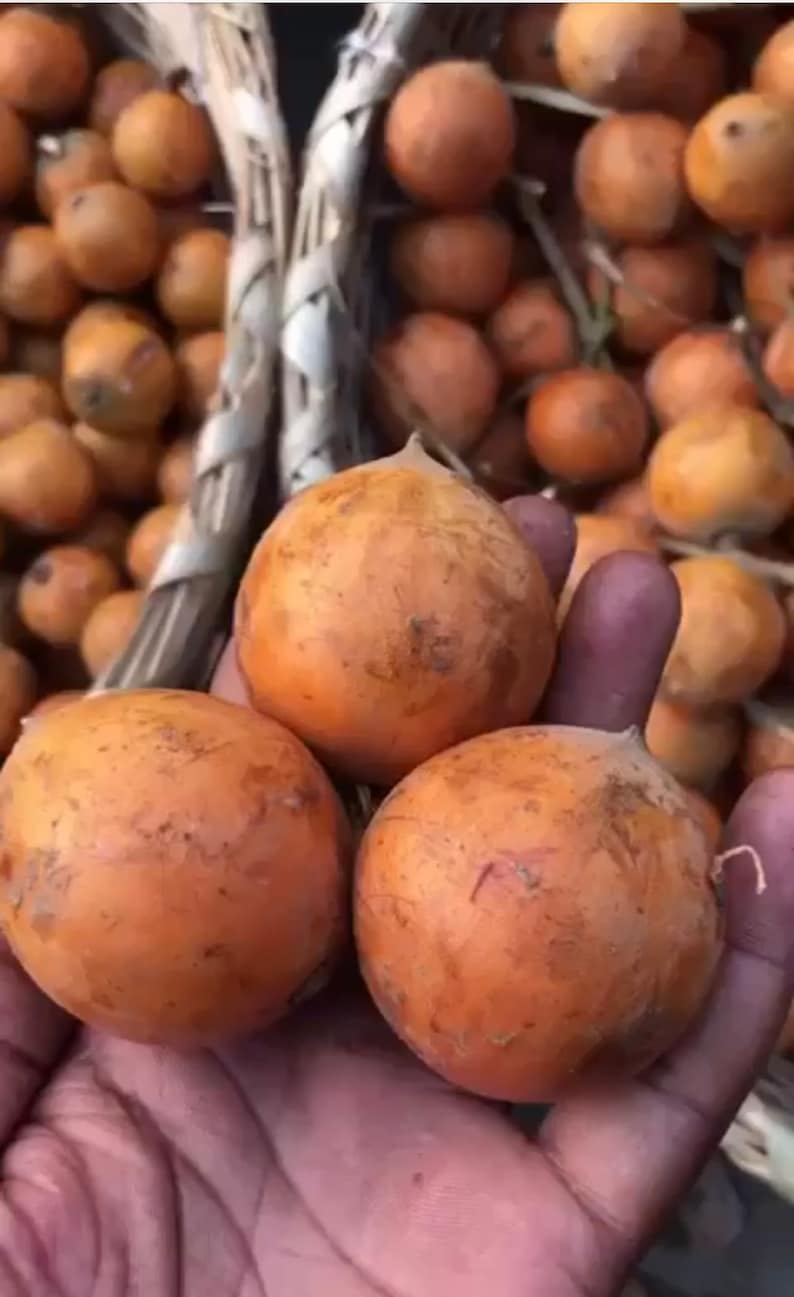 Cotonou Agbalumo/udara/african Star Fruit - Etsy UK