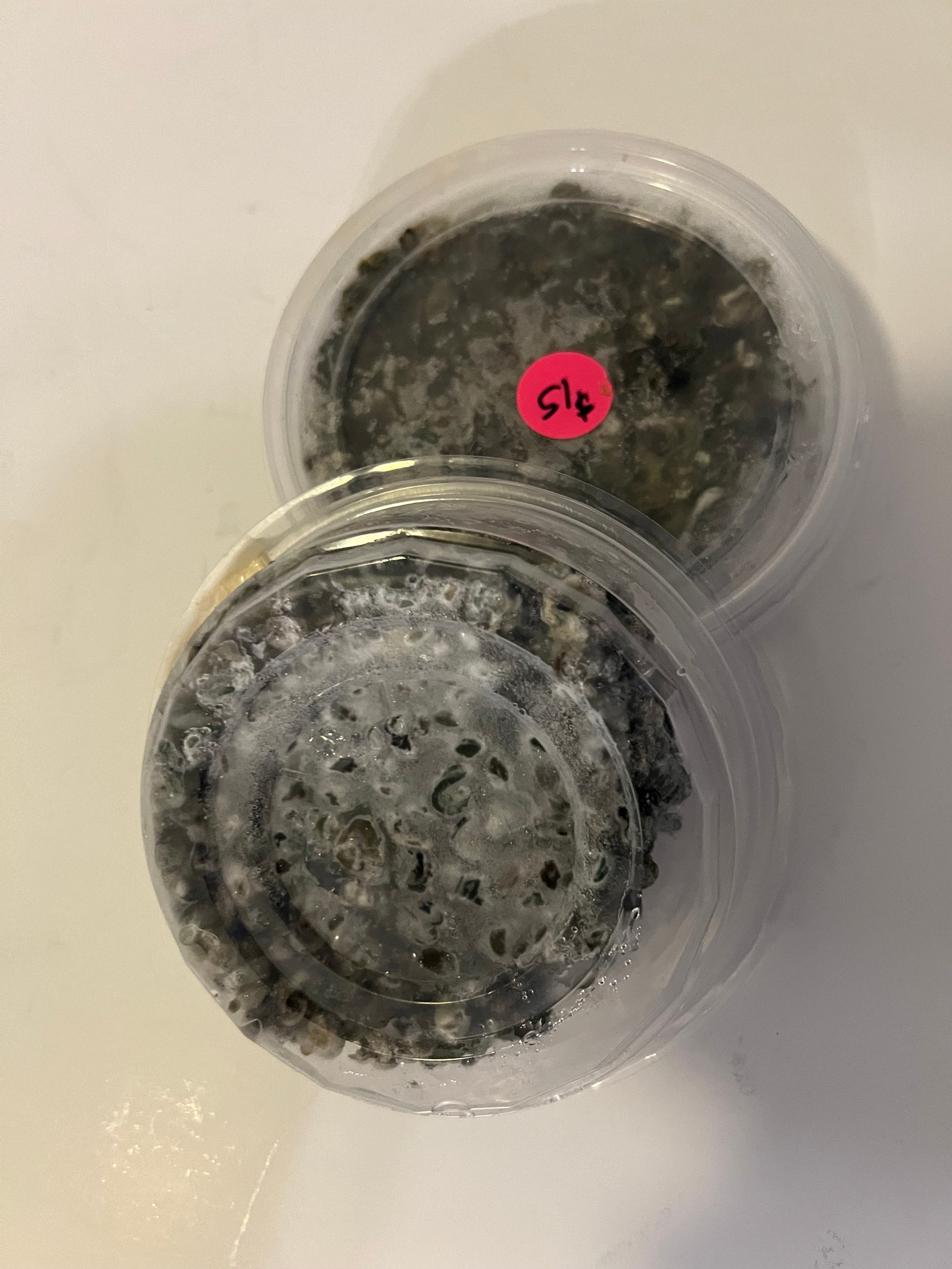 Periwinkle Fresh Frozen - Etsy