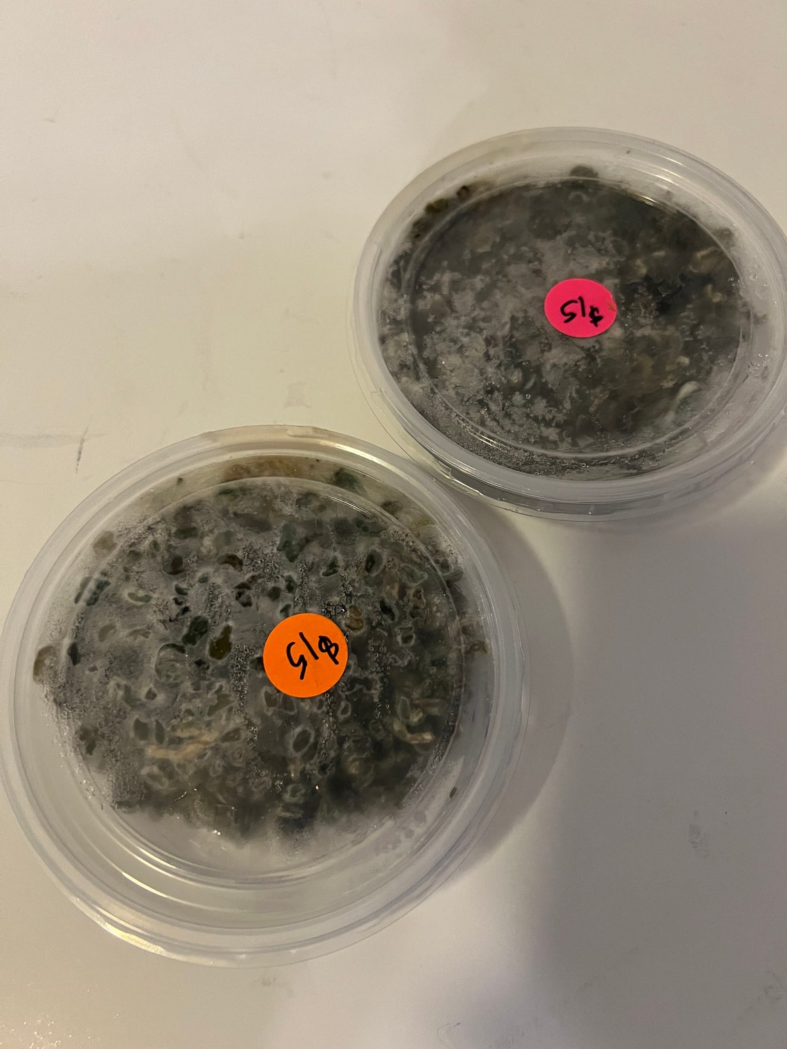 Periwinkle- Fresh Frozen - Etsy