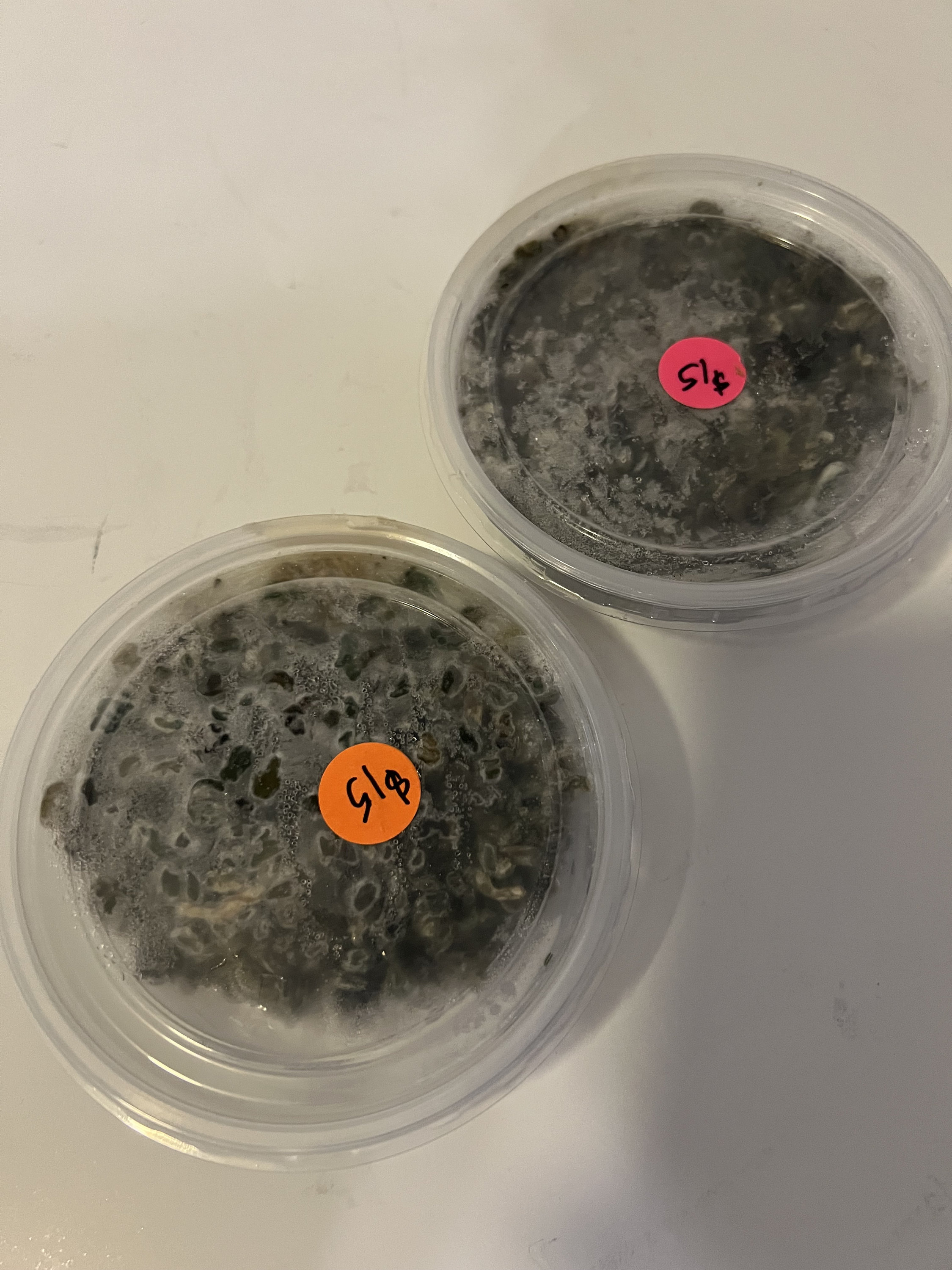 Periwinkle- Fresh Frozen - Etsy