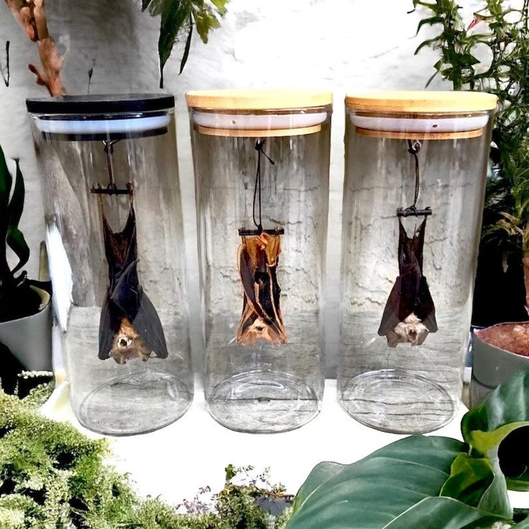 Taxidermy Bat Preserved Hanging Bat in Wood Top Jar, Natural History ...