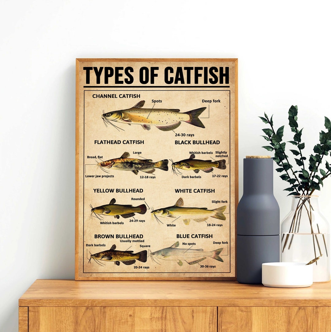 Types of Catfish Art Print, Catfish Vintage Poster, Catfish Art Print ...