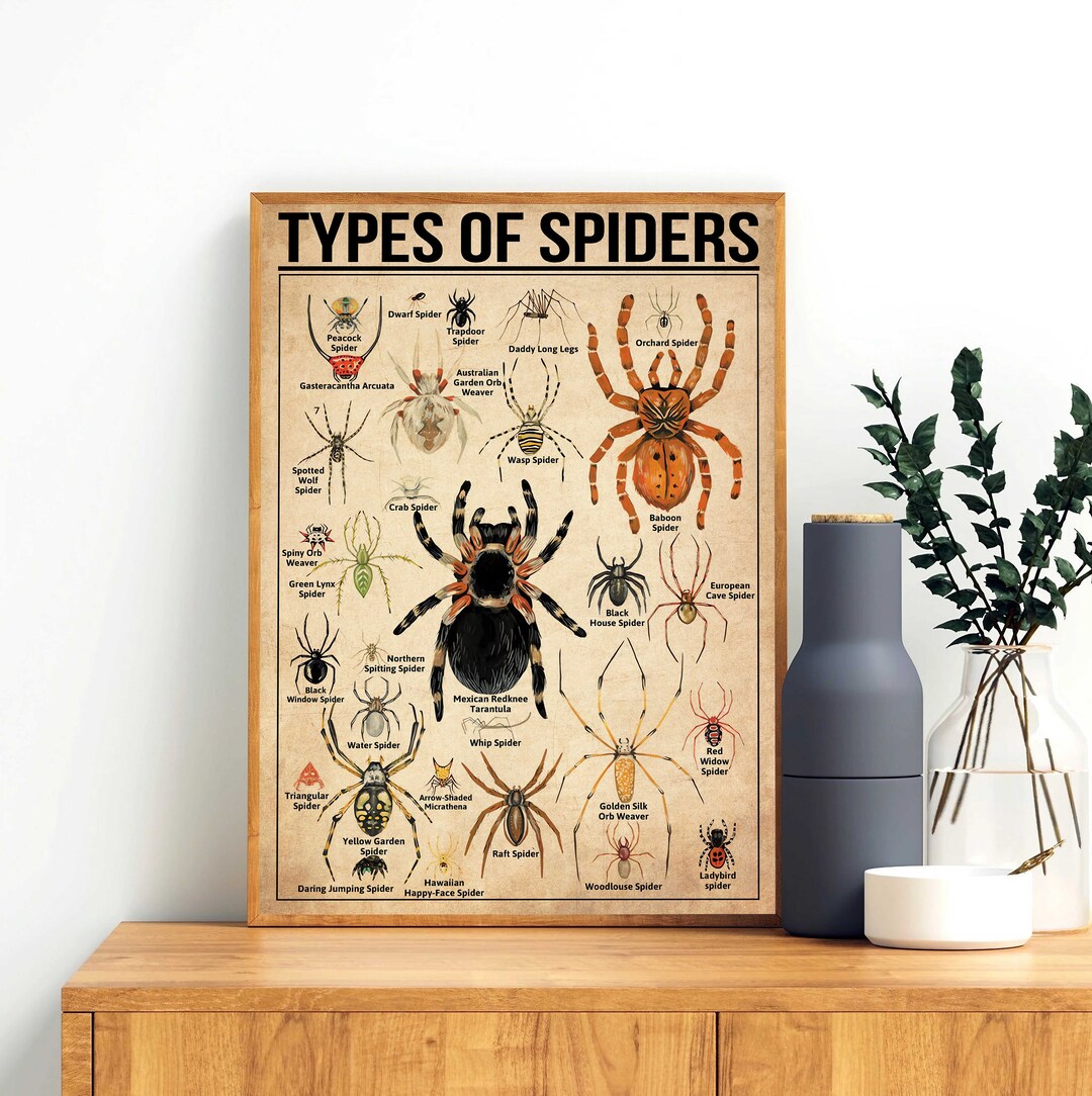 Types of Spiders Poster, Spider Lover Gift, Spider Vintage Poster ...