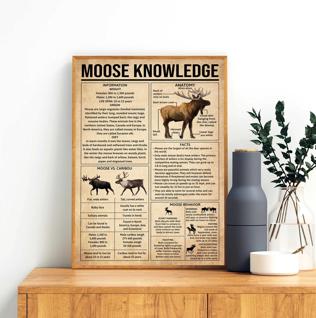 Moose Knowledge Poster, the Anatomy of A Moose, Moose Vintage Poster ...