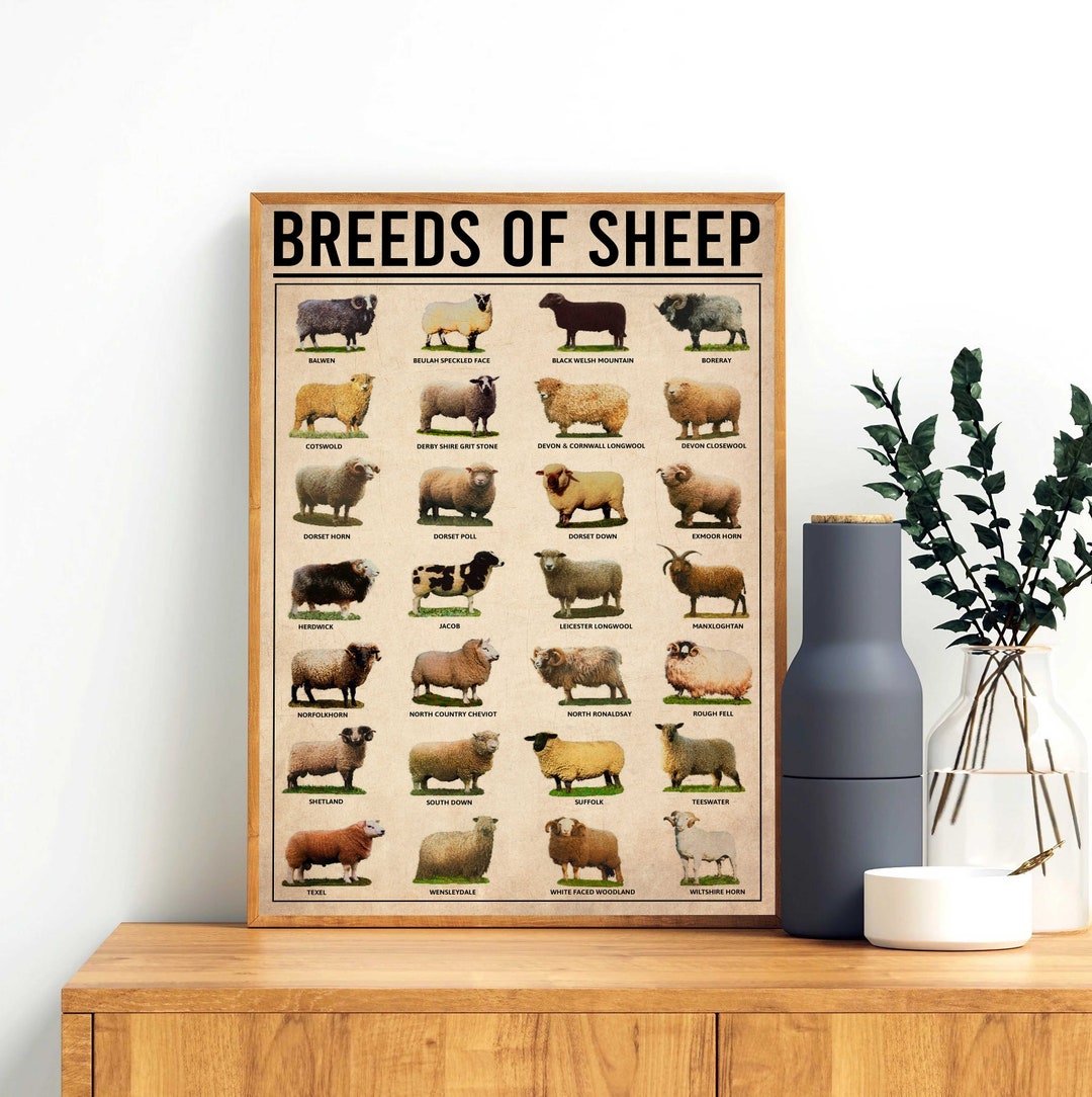 Breeds of Sheep Knowledge Poster, Vintage Sheep Farm Poster, Type of ...
