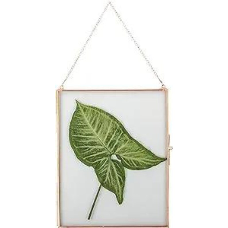 8 X 10 Wall Hanging Glass Certificate Photo Picture Display Frame, Rose ...