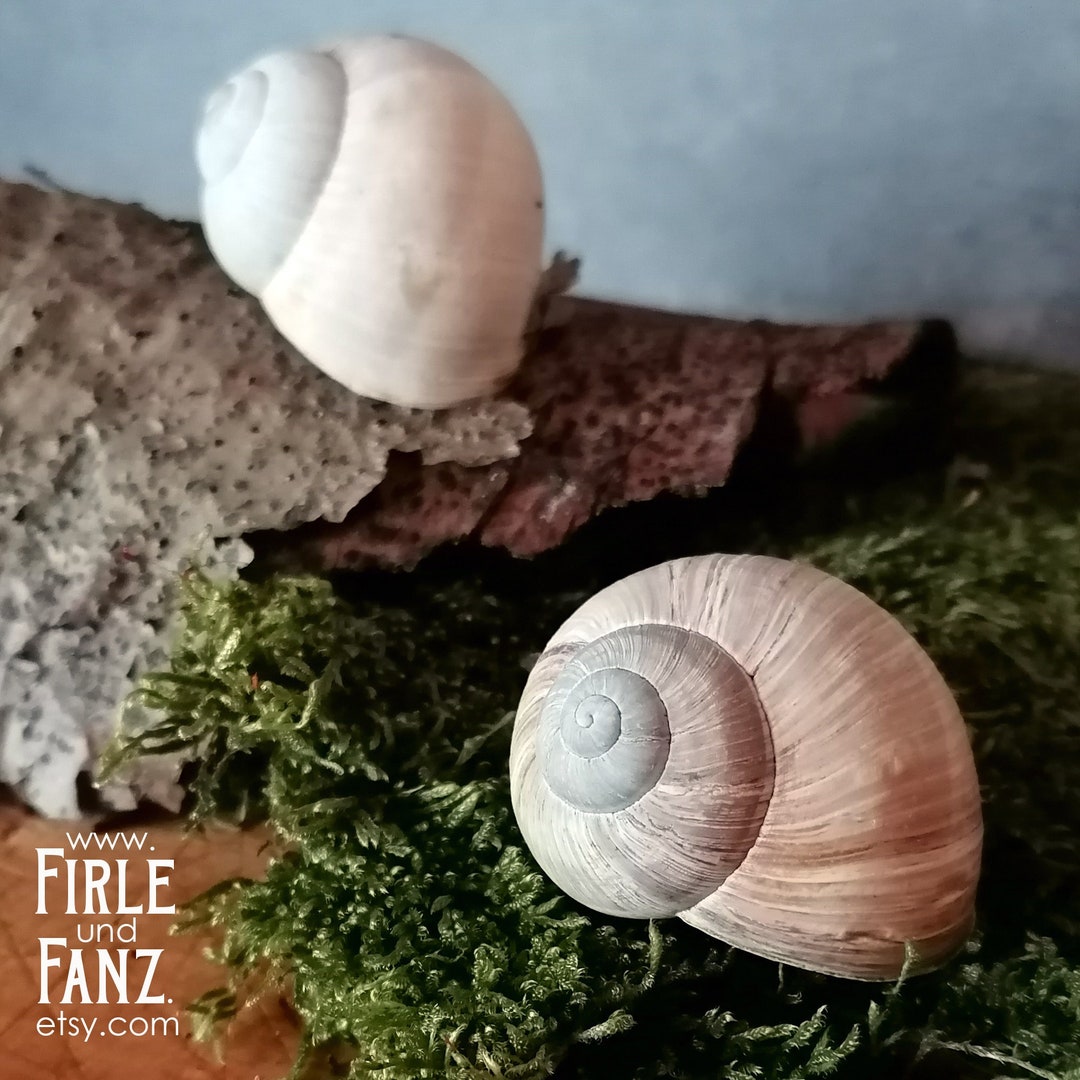 12 Empty Snail Shells Natural Decoration Roman Snail Natural Material 3 ...