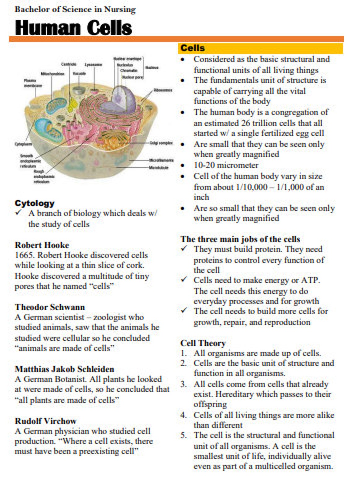 Anatomy and Physiology - Human Cells - Etsy
