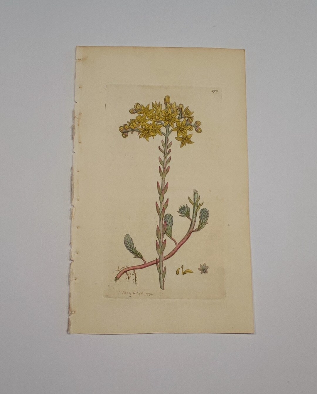 Antique Flower Print Botanical Art Print Rock Stonecrop by James ...