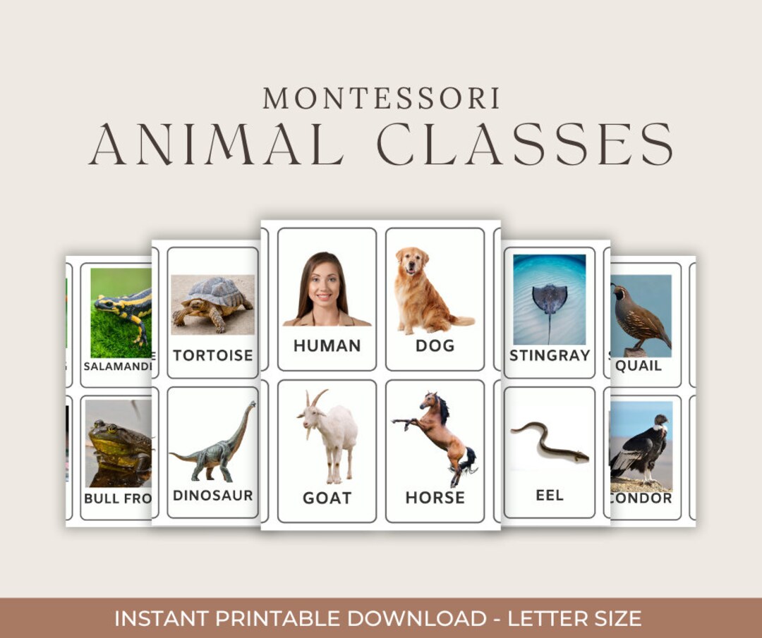 Montessori Five Classes of Animals - Etsy