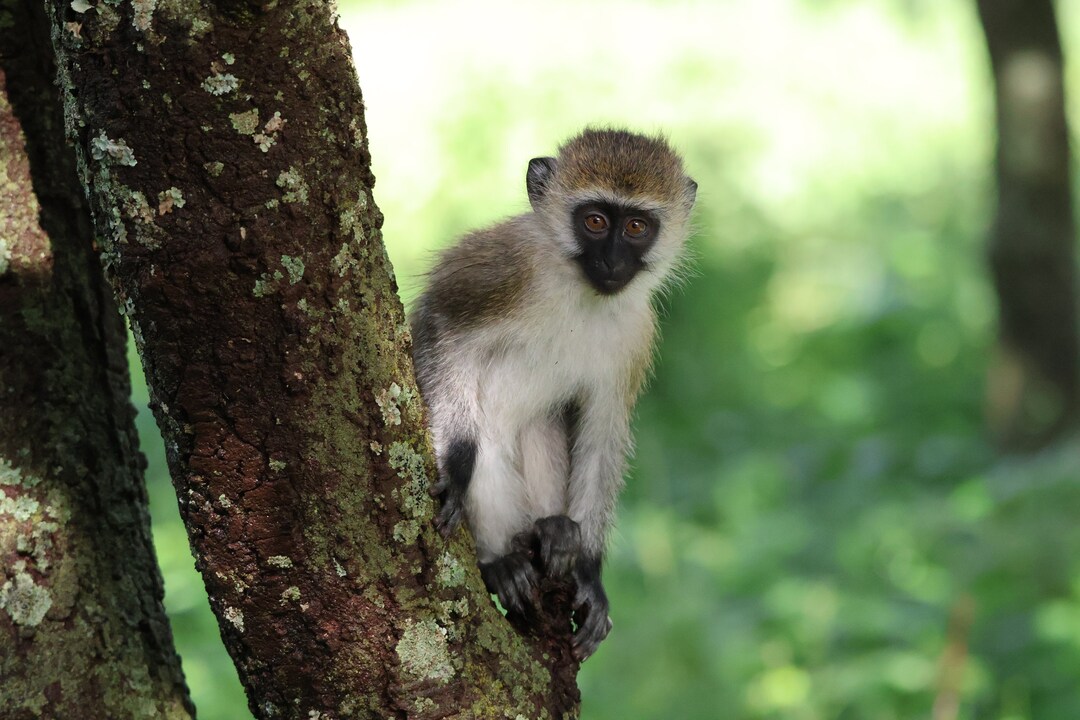 Young Vervet Monkey - Etsy