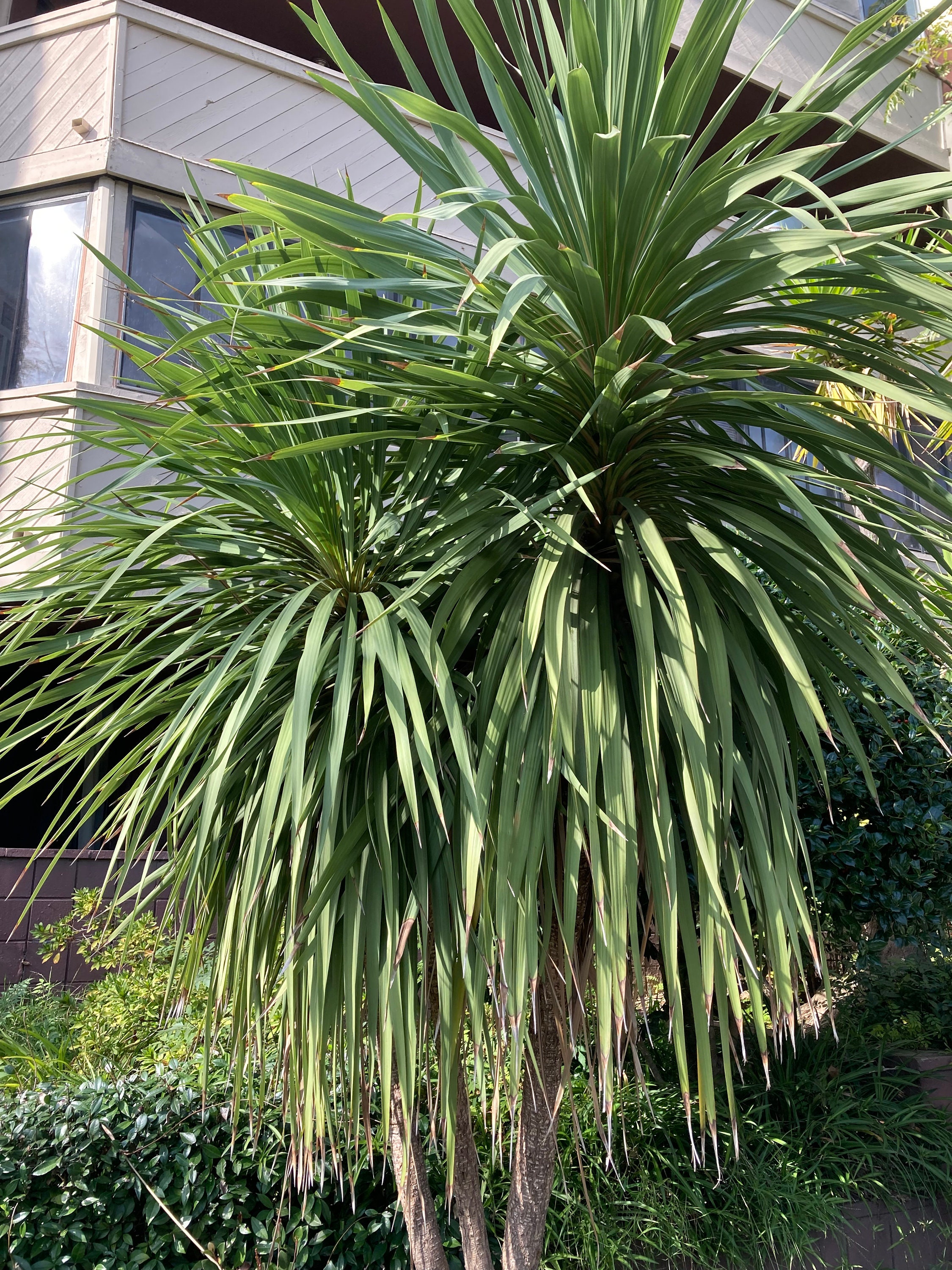 Cordyline/ Cabbage Tree/ Giant Dracaena Leaves for Basket Weaving ...