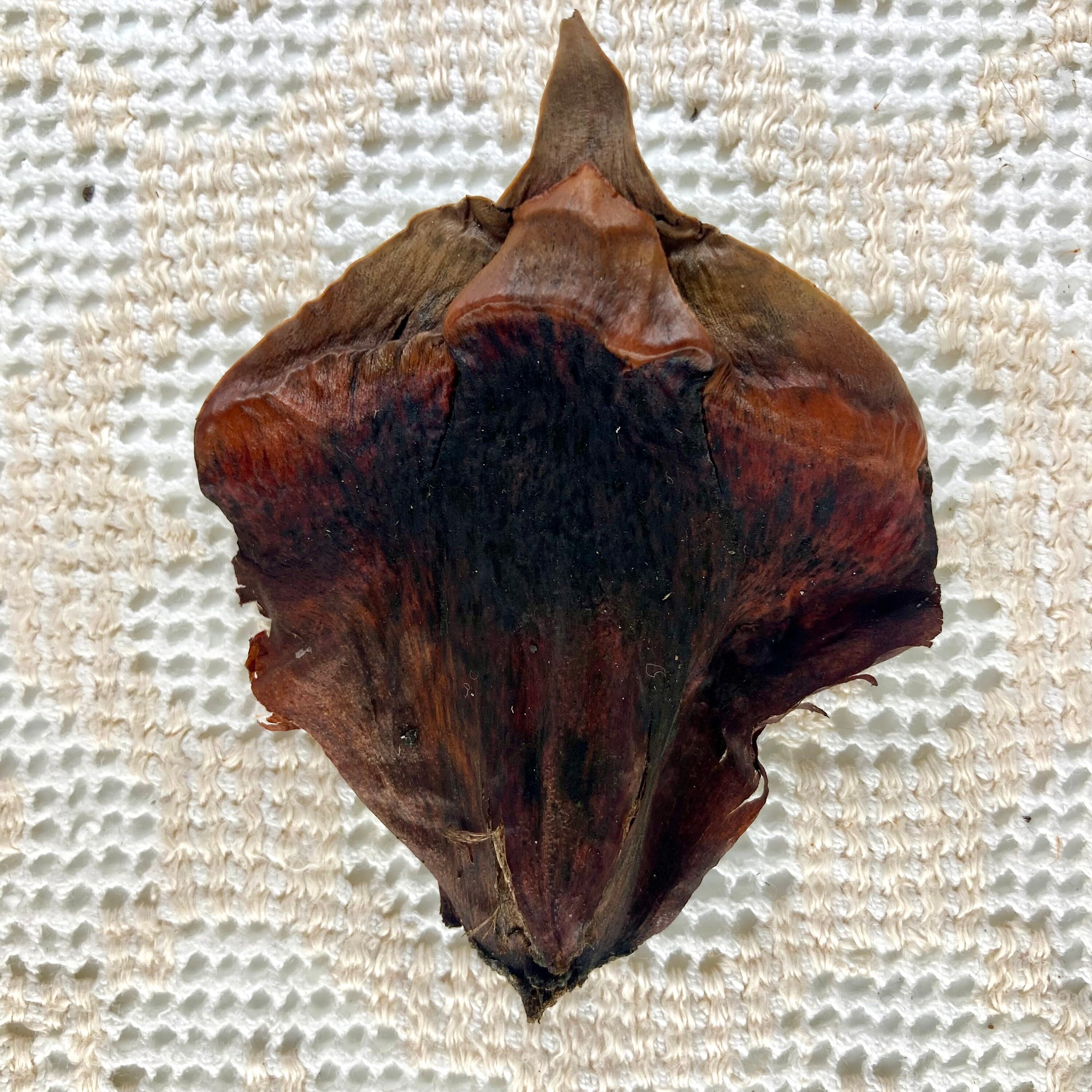 Bunya Pine Seeds/monkey Puzzle Tree Seeds/ Araucaria Bidwillii - Etsy