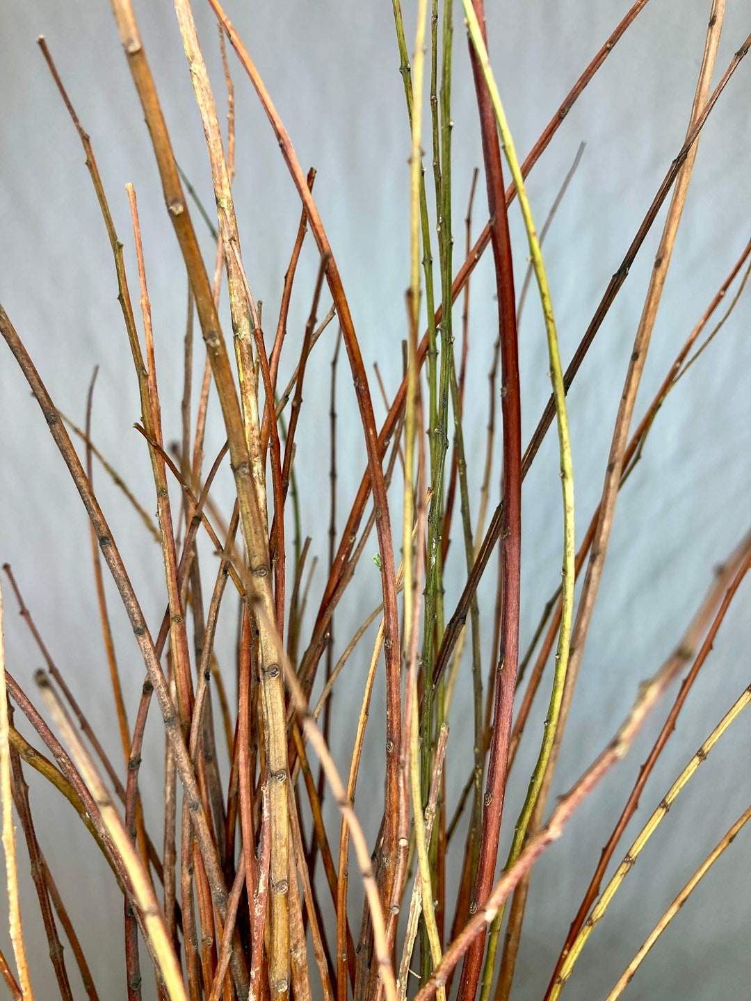 Jacaranda Tree Leaf Stems for Basketry, Fiber Arts, Wall Art, Floral ...