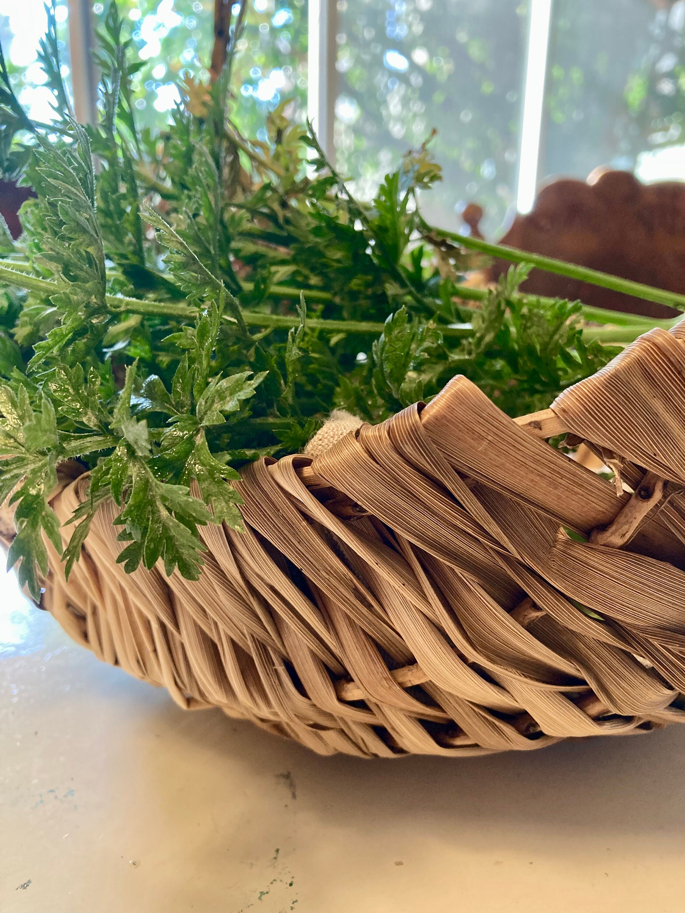 Cordyline/ Cabbage Tree/ Giant Dracaena Leaves for Basket Weaving ...