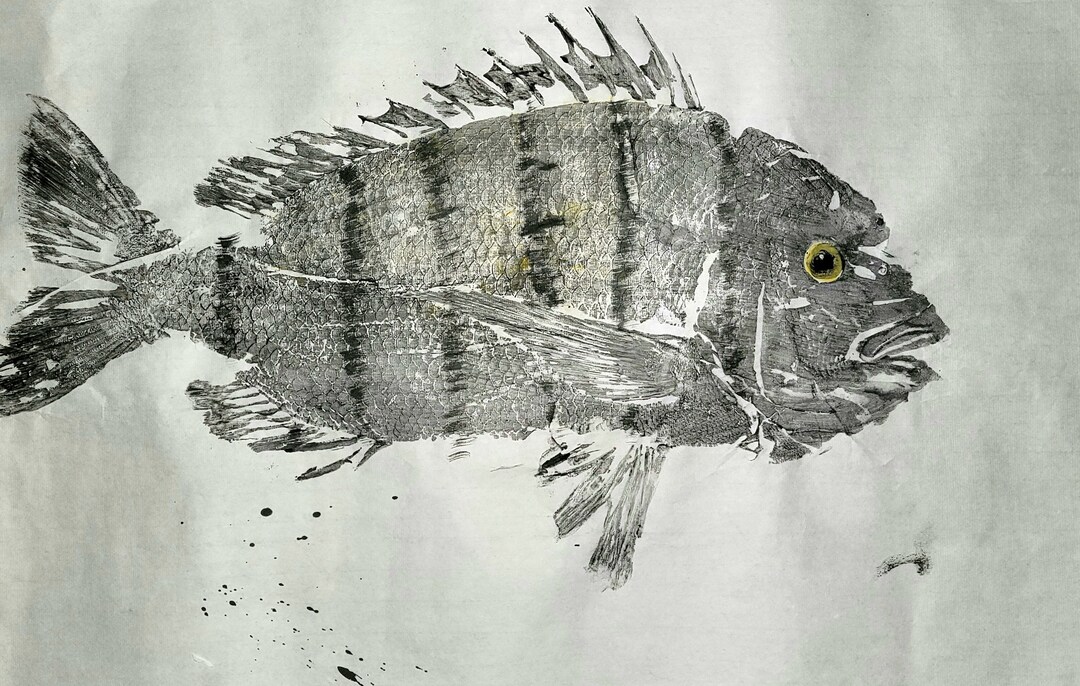 Sheepshead Gyotaku Art Print - Etsy