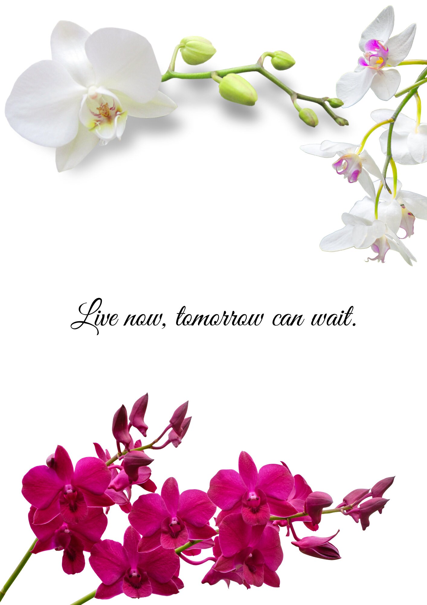 Spring Flowers, Motivational Quotes, Wall Art, Home Decoration ...