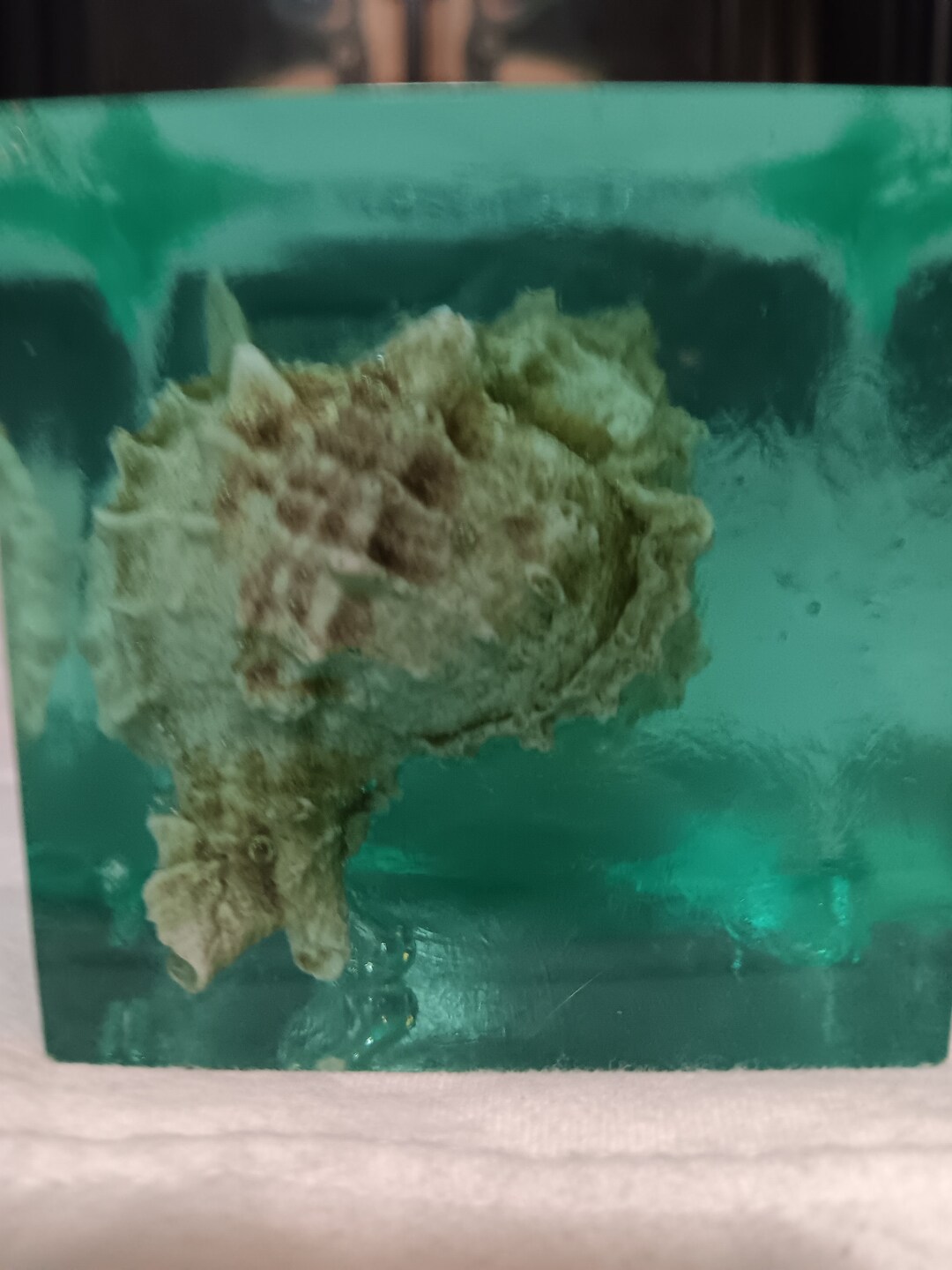 Seashell Conch Shell in Resin Block for Table or Wall Art - Etsy