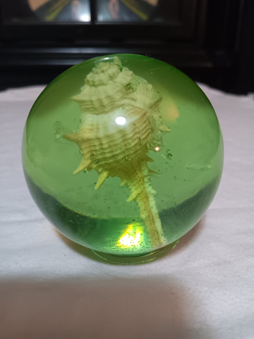Seashell Conch Shell in Resin Sphere for Table or Wall Art - Etsy