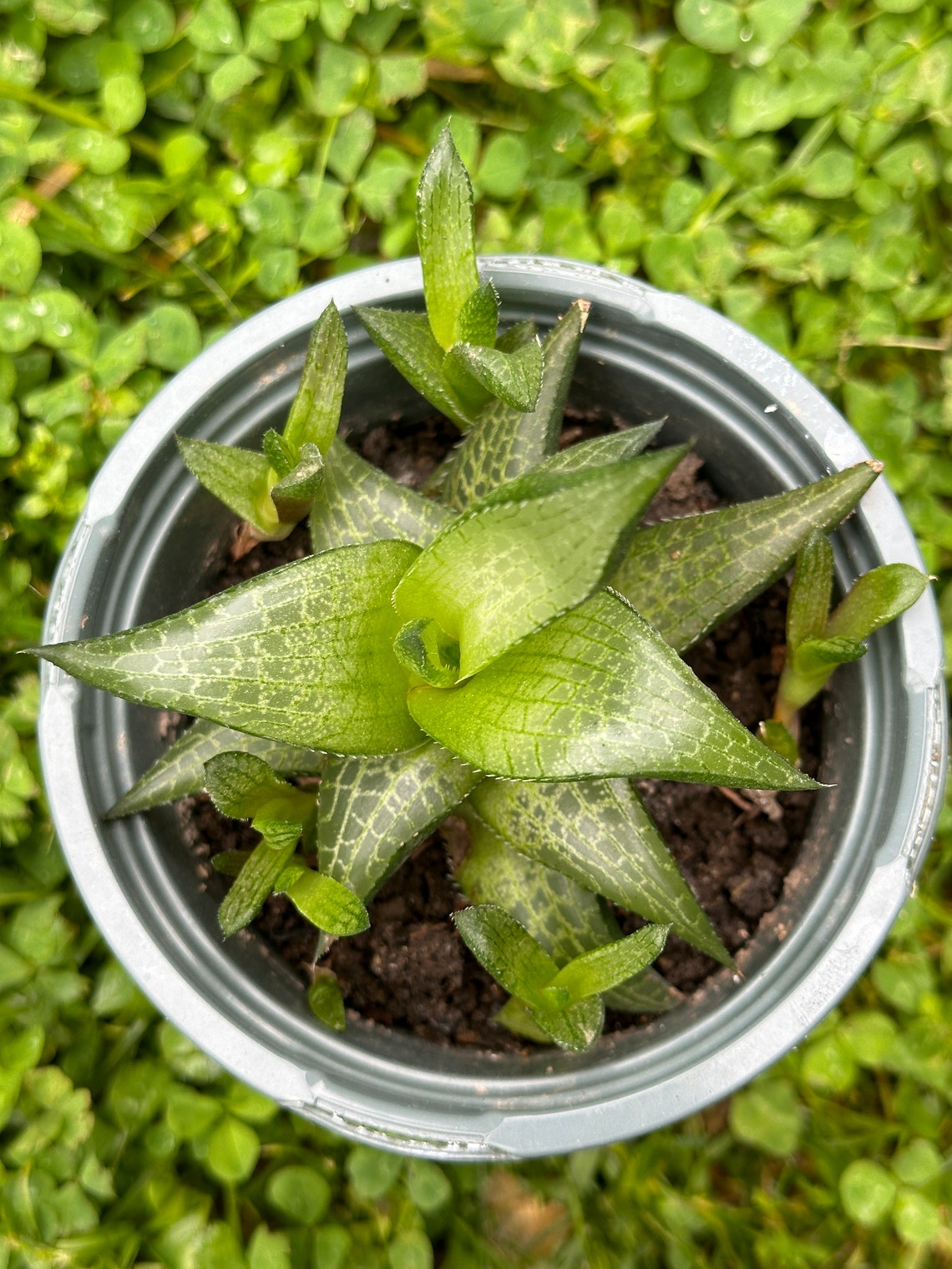 Star Cactus a Species of Haworthias. Also Known as Window Succulent ...