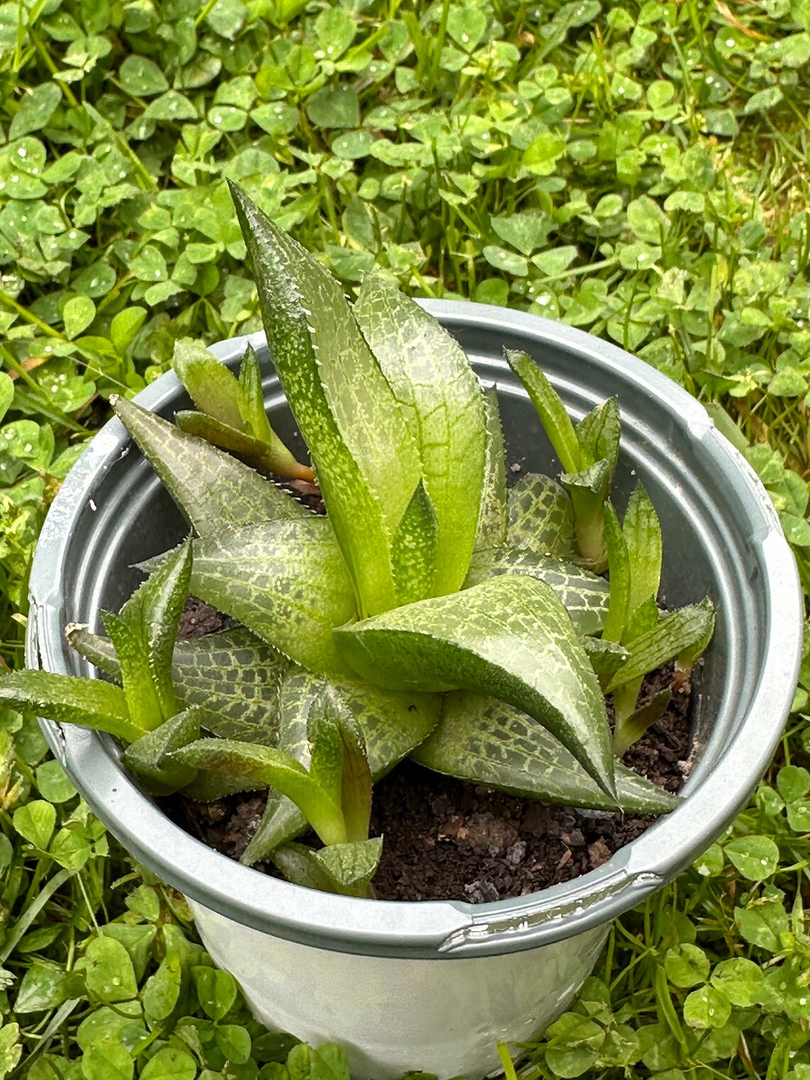 Star Cactus a Species of Haworthias. Also Known as Window Succulent ...