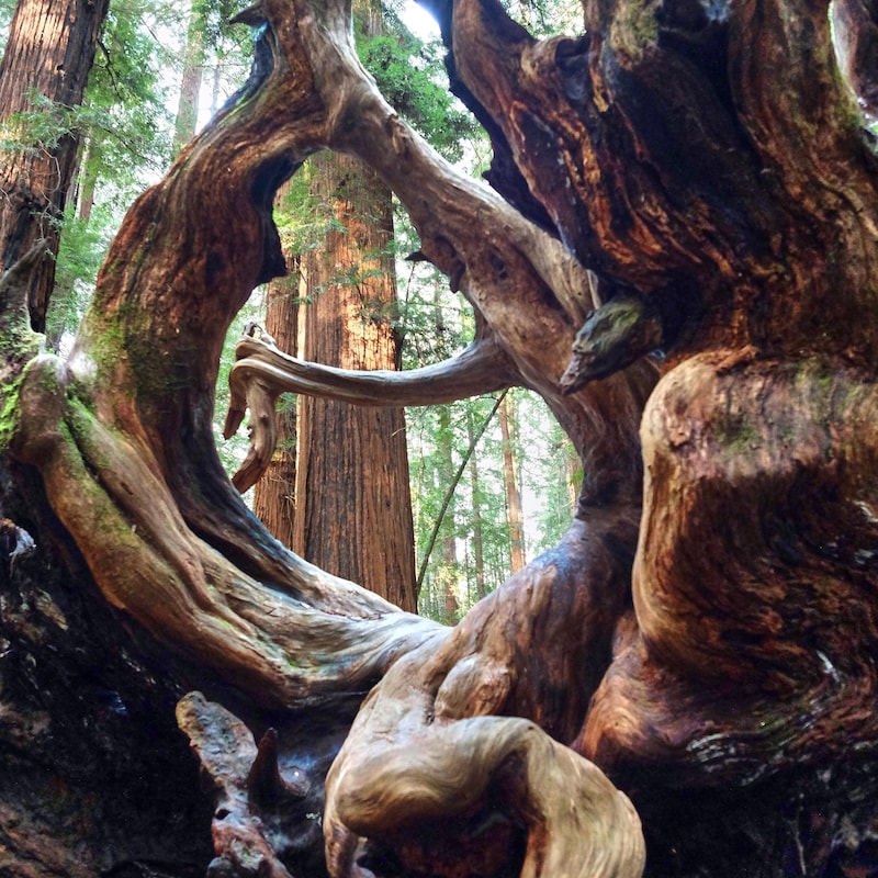 Redwood - Etsy