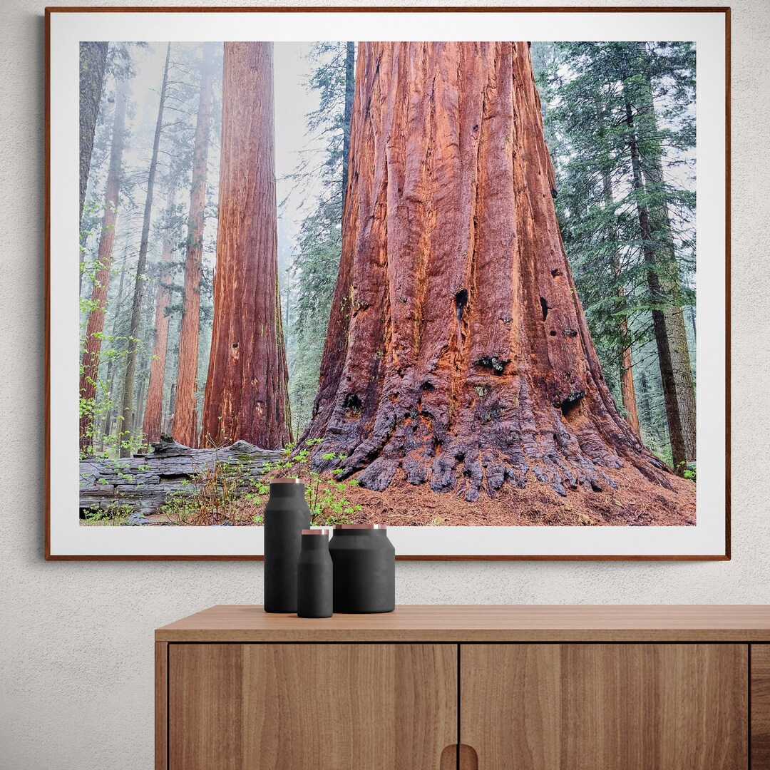 Sequoias in Rain Large Original Photo Metal Canvas Print Big Trees ...