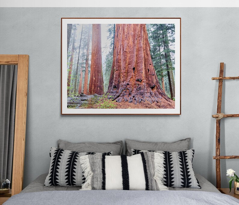 Sequoias in Rain Large Original Photo Metal Canvas Print Big Trees ...