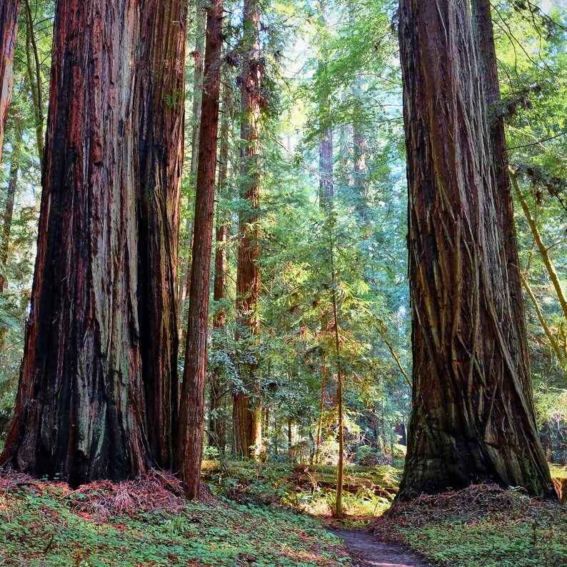 Redwood Dawn Forest Print: Soft Light, Sequoia Forest Giants, Nature ...