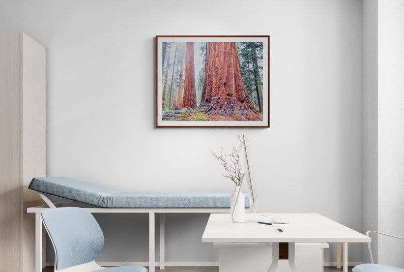 Sequoias in Rain Large Original Photo Metal Canvas Print Big Trees ...