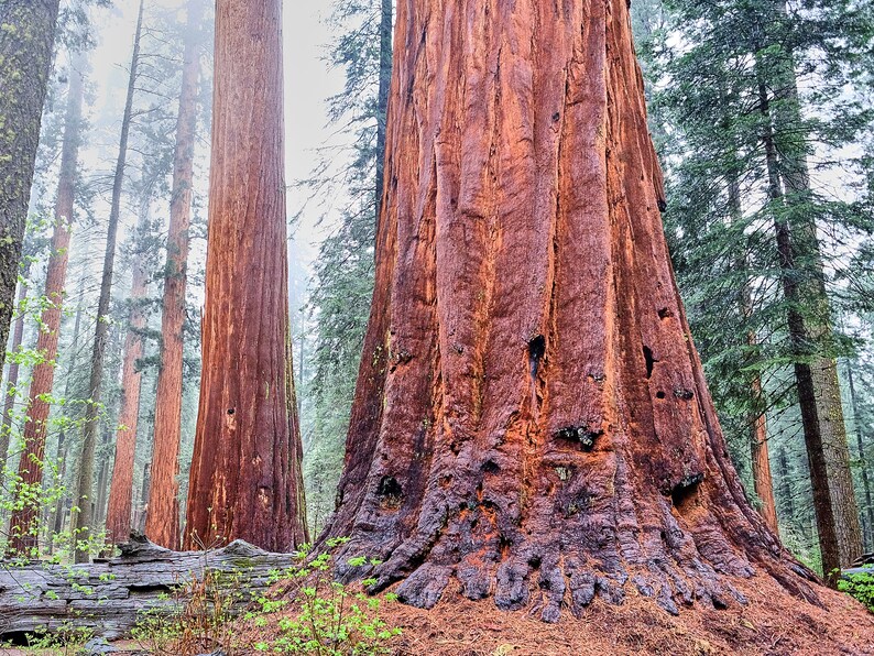 Sequoias in Rain Large Original Photo Metal Canvas Print Big Trees ...